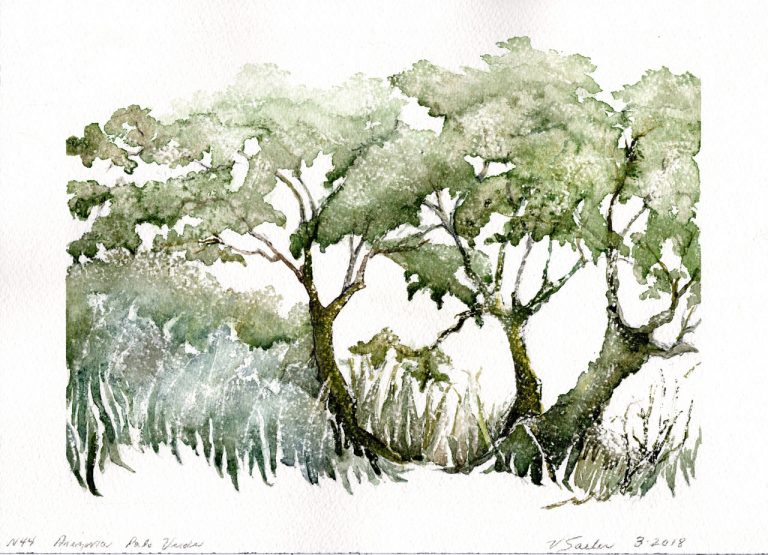 Browse My Watercolor Gallery | V. Saeler Art